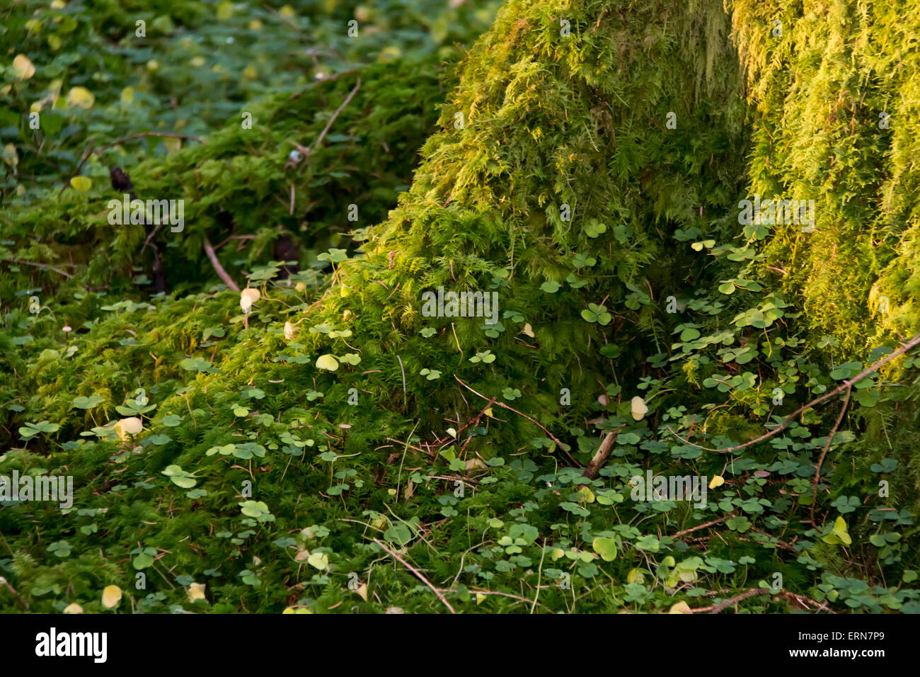 Thick moss growing on the base of a tree trunk and it's roots with ...