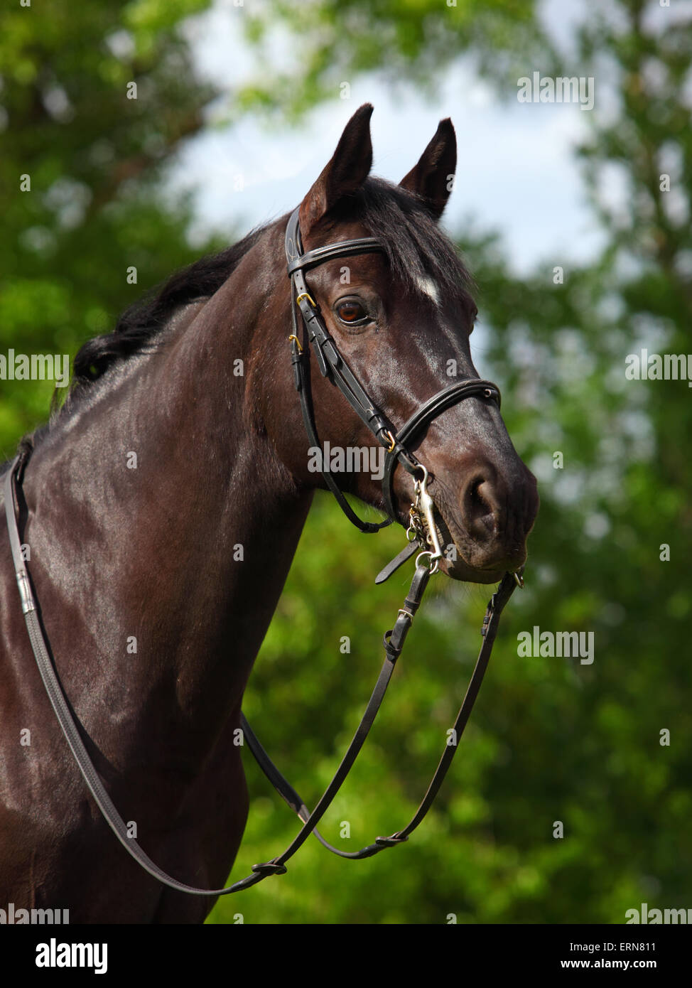 Trakehner horse with classic bridle on dark green background Stock ...