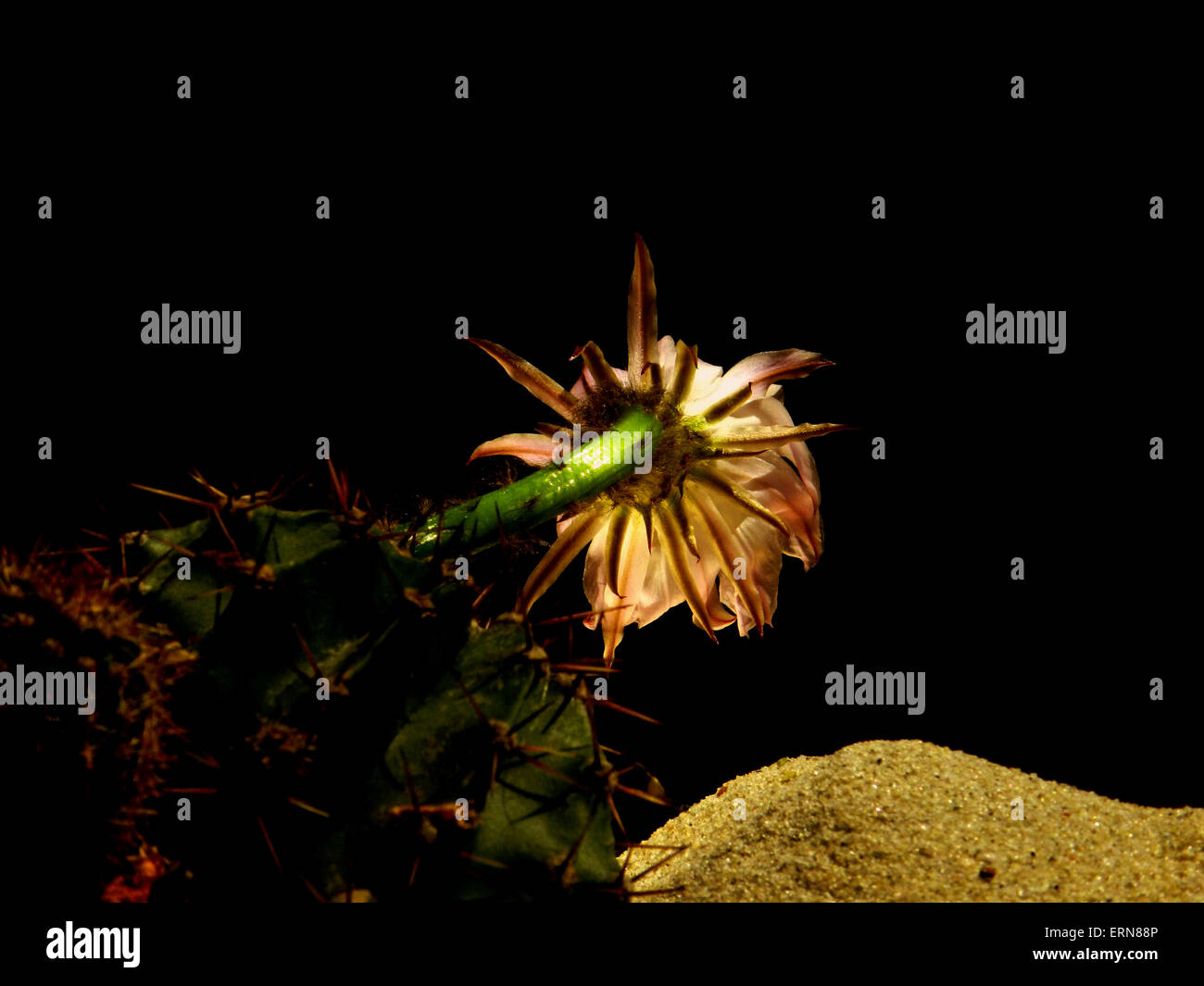 Night flowering cactus hi-res stock photography and images - Alamy