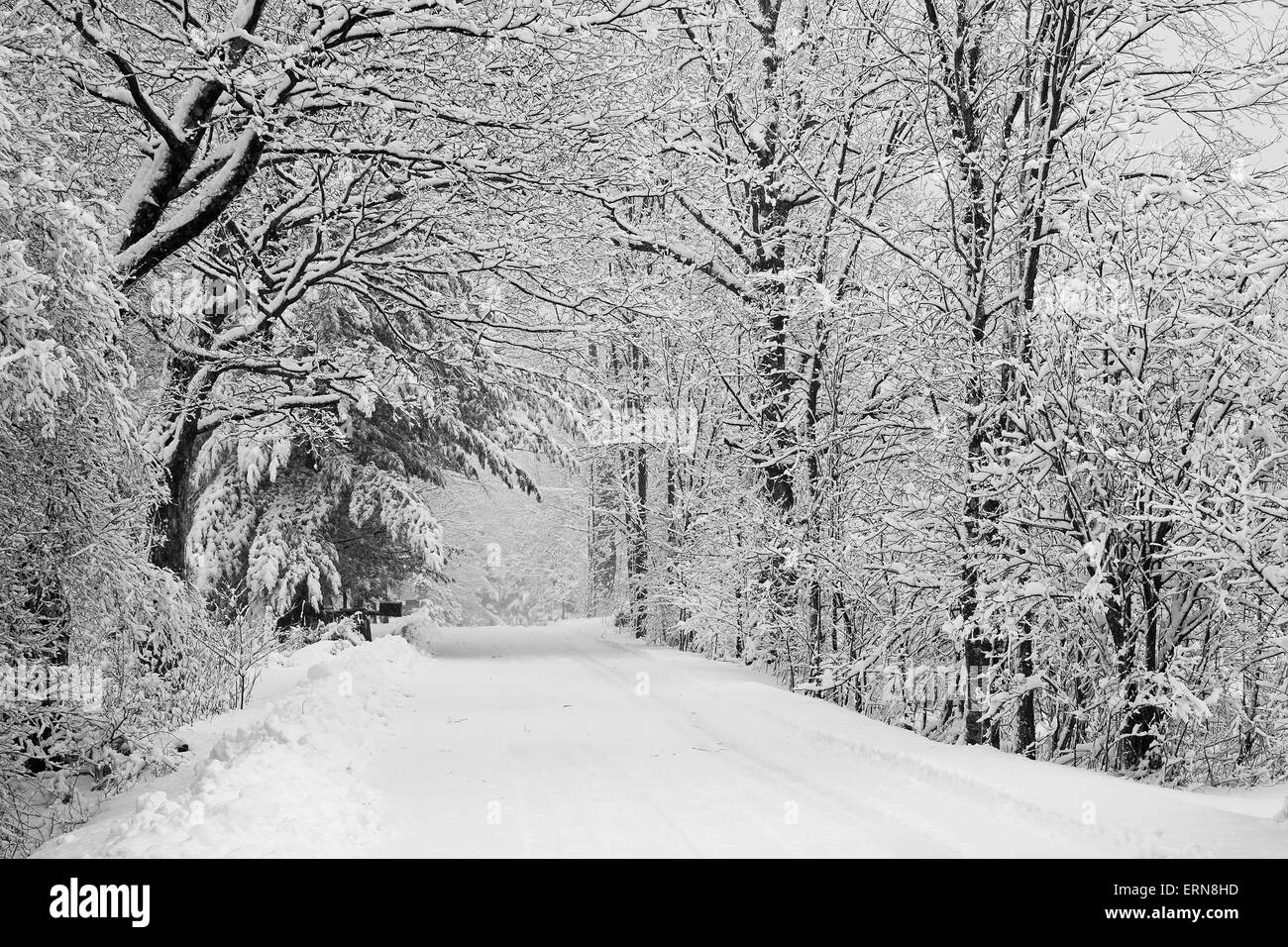 A snow covered road lined with leafless trees in winter; Brome Lake ...