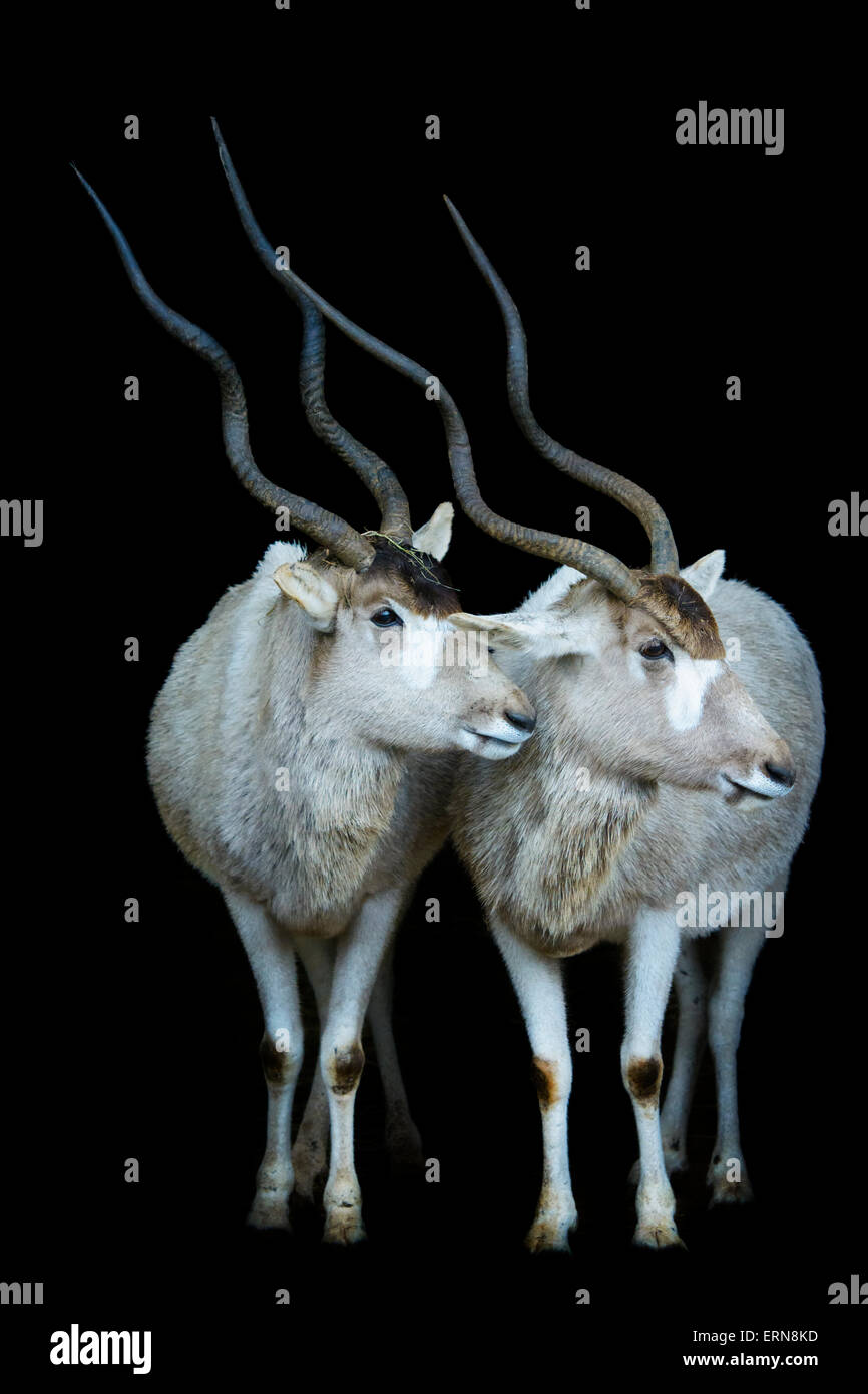 Addax High Resolution Stock Photography and Images - Alamy