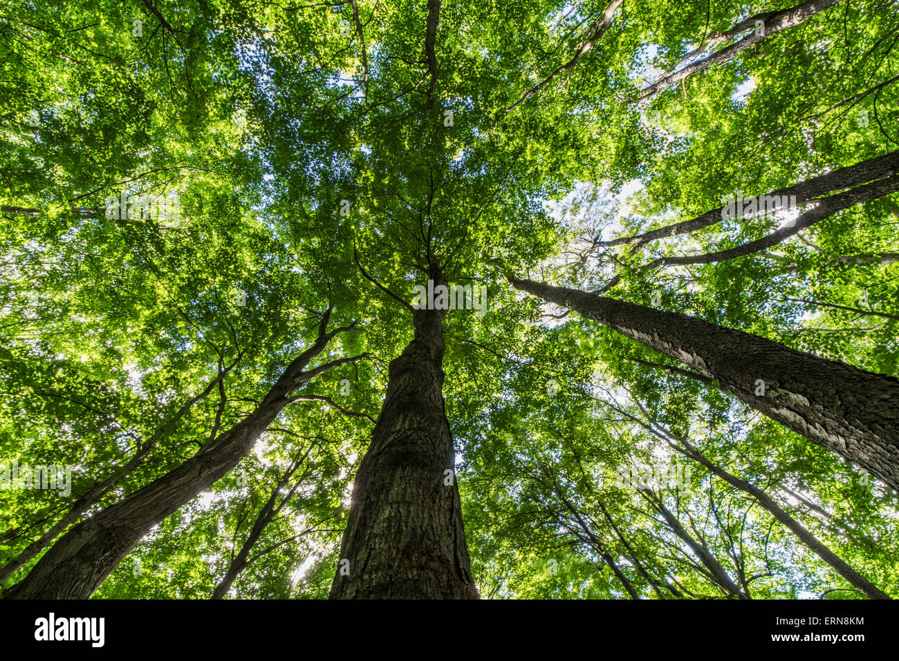 Looking up into the canopy of deciduous trees in an Ontario forest ...