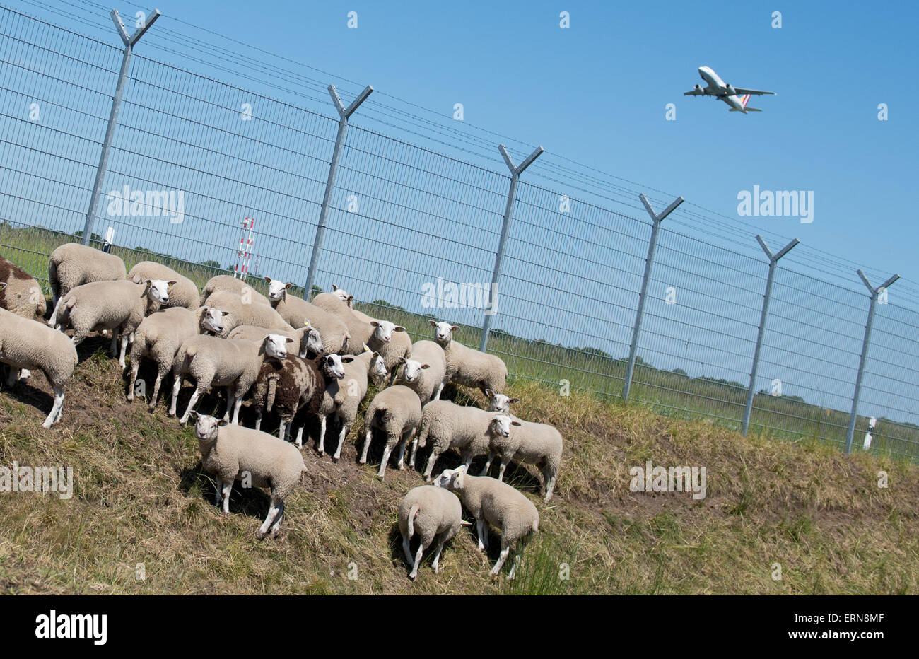 Dozens of sheep graze at the airport while an airplane takes off above ...