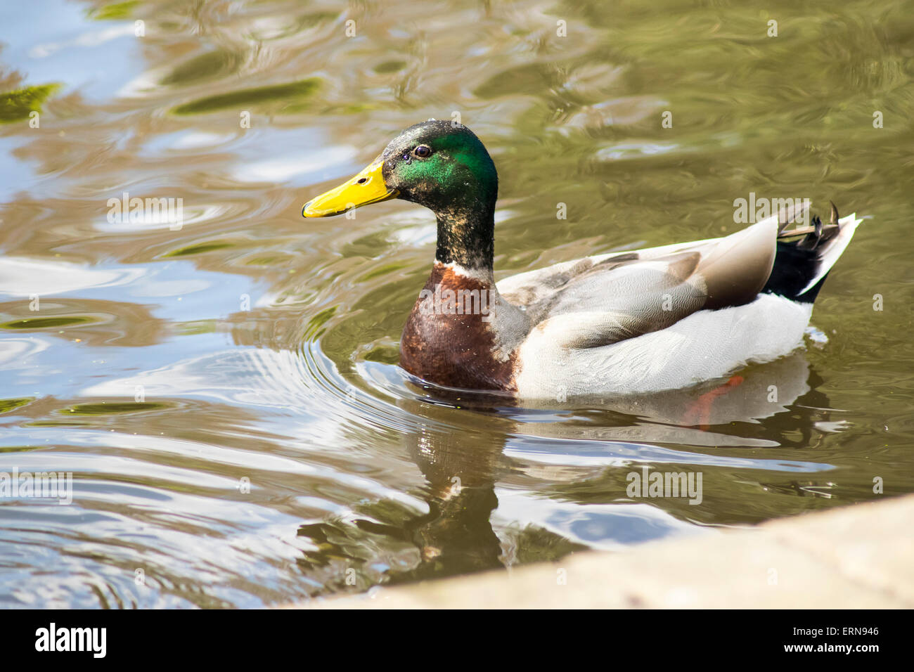 Duck By A Pond Stock Photo - Alamy
