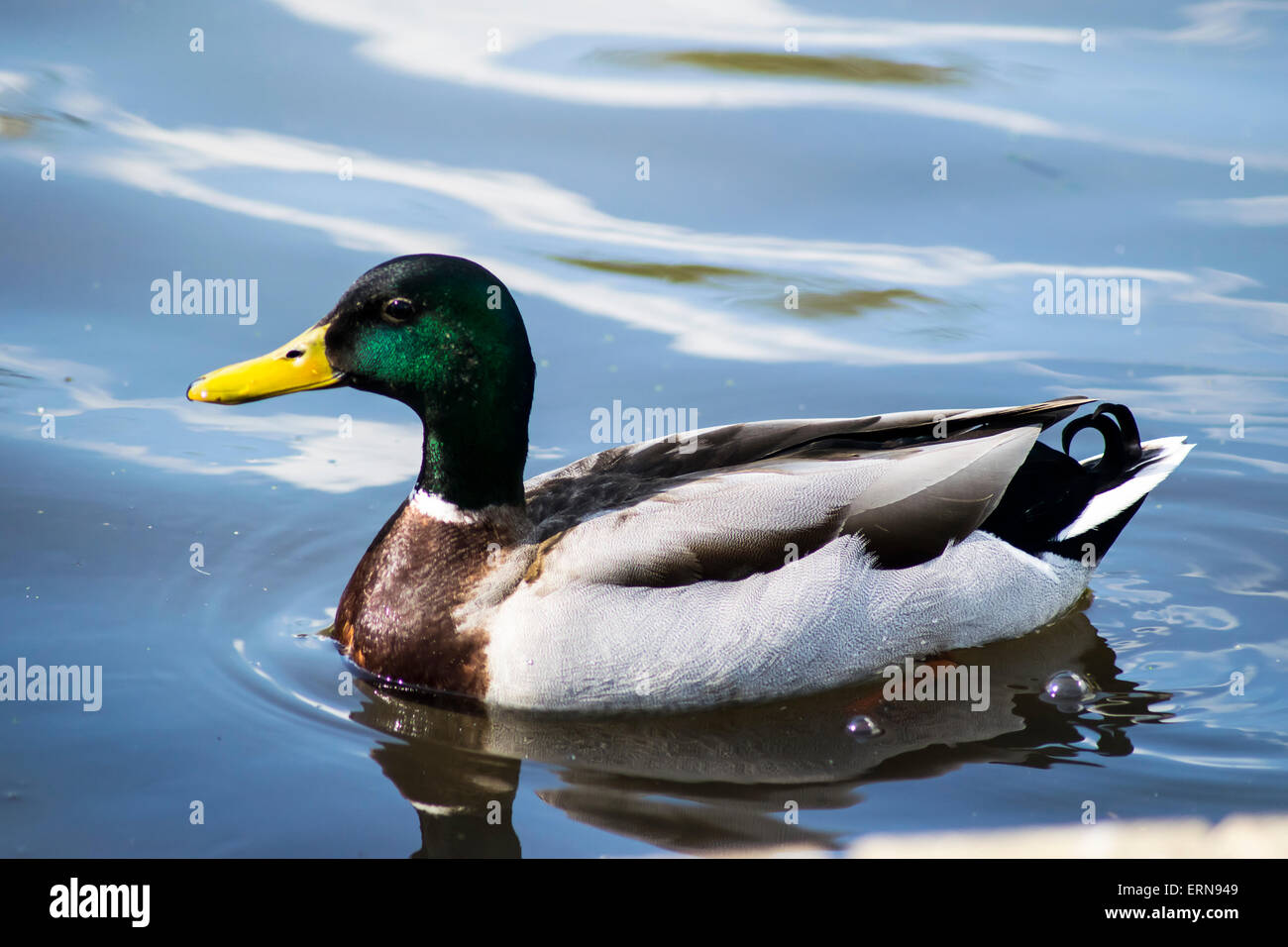 Duck By A Pond Stock Photo - Alamy