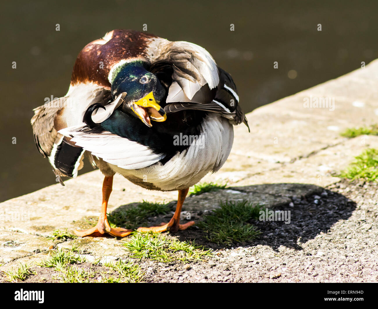 Duck By A Pond Stock Photo - Alamy