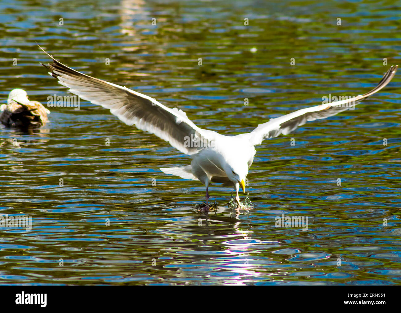 Seagull Flying Over Water Stock Photo - Alamy