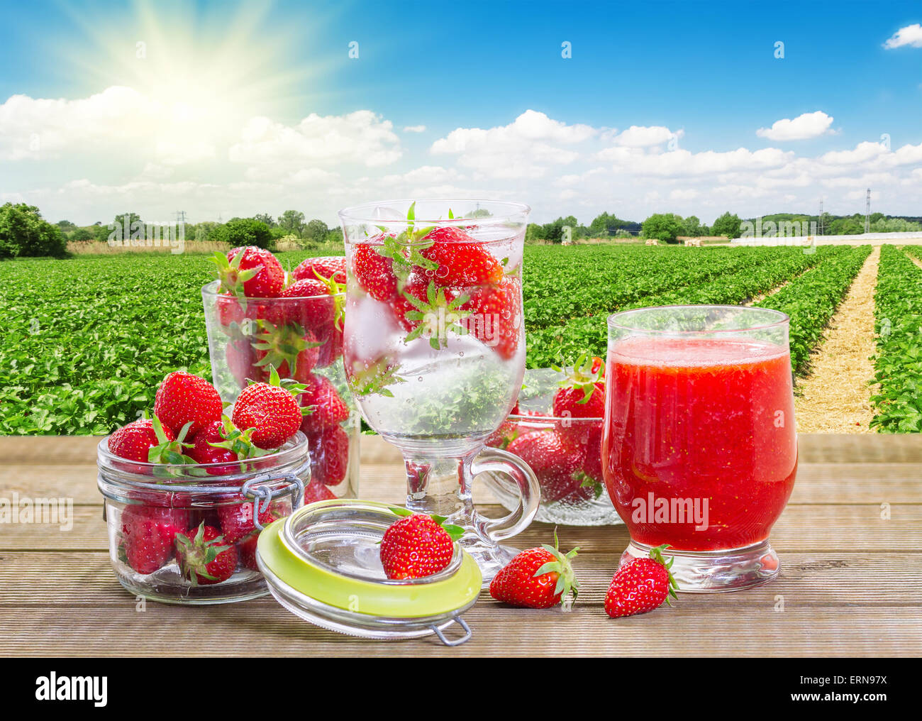 Strawberry smoothie with fresh berries in the strawberry field ...
