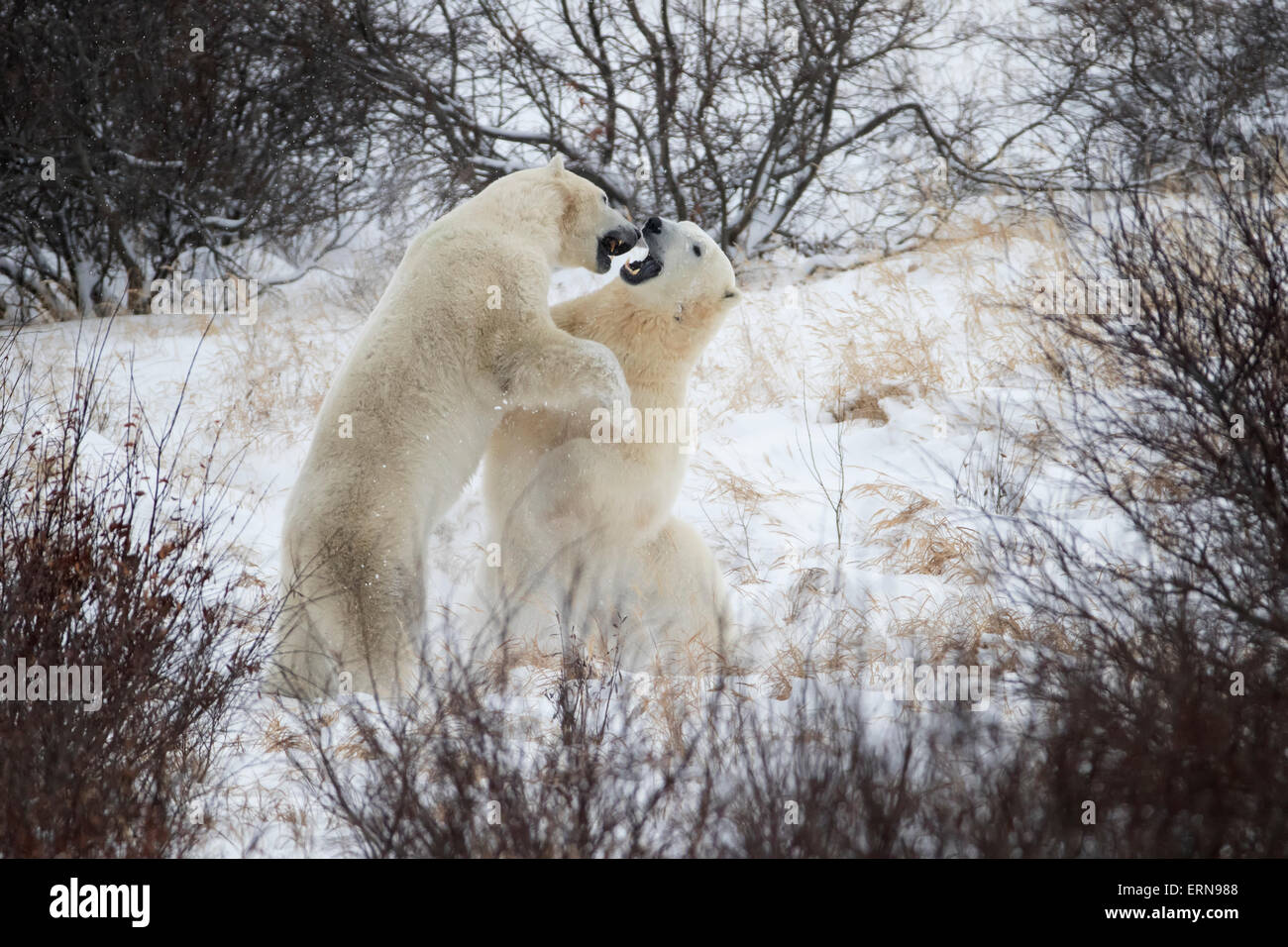 Polar bears (ursus maritimus) sparring in the snow during winter near Churchill; Manitoba ...