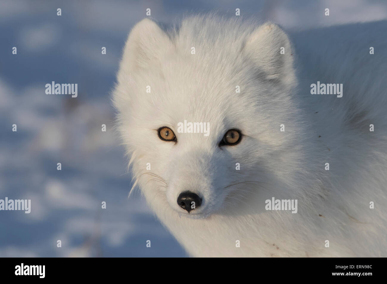 Arctic fox head in snow hi-res stock photography and images - Alamy