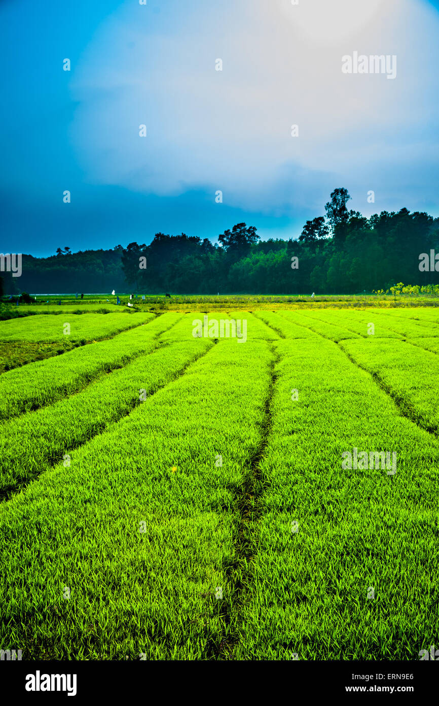Vast fields of rice Stock Photo - Alamy