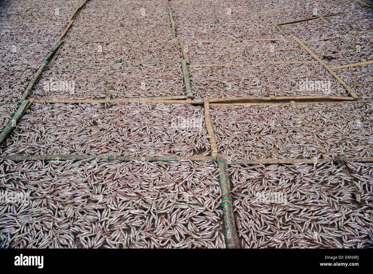 Planty of little anchovy fish drying on open air Stock Photo - Alamy