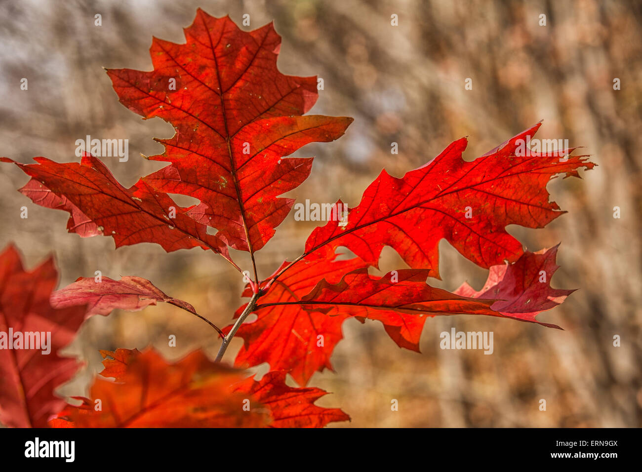 Strathroy ontario hi-res stock photography and images - Alamy