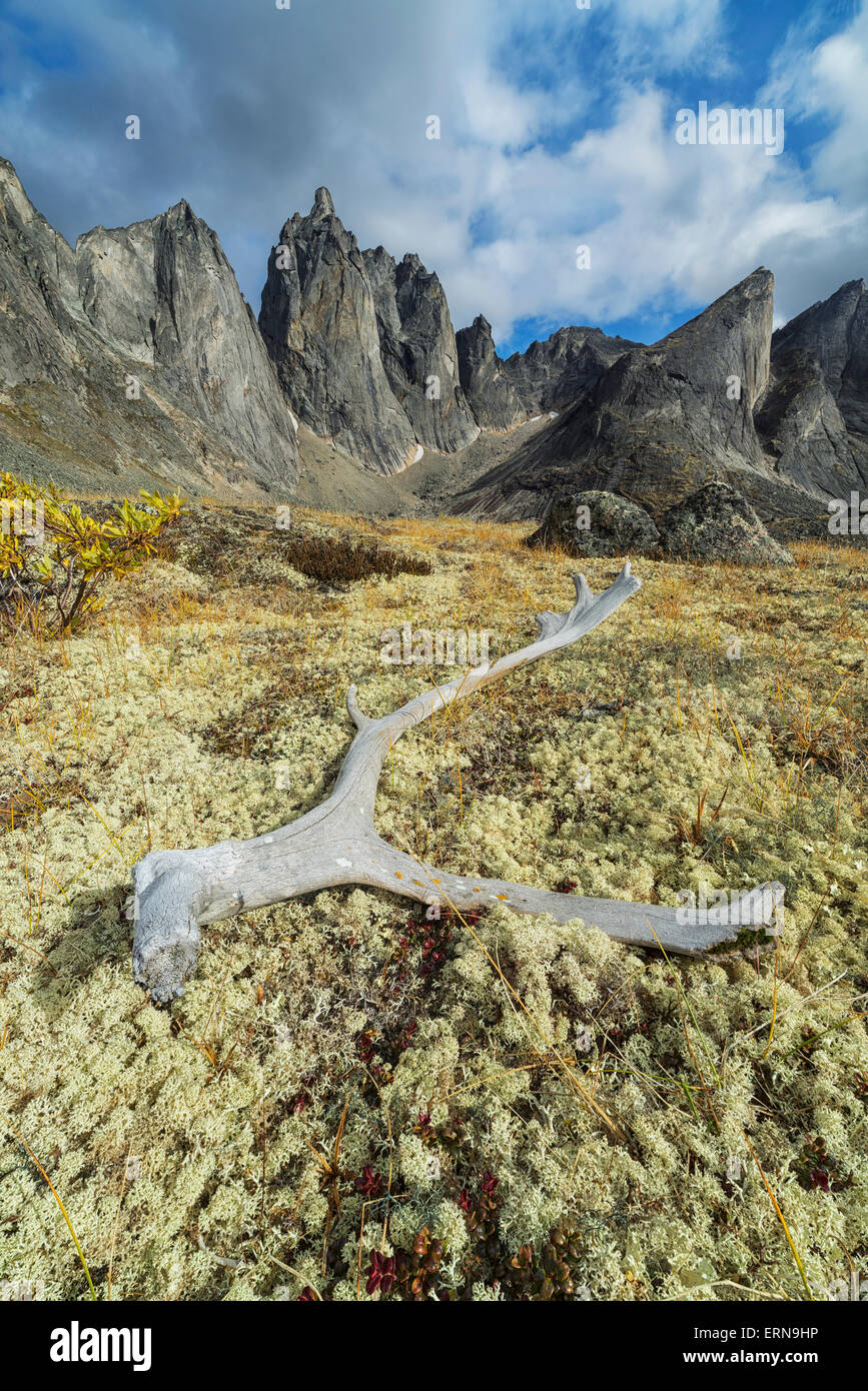 Death nature hi-res stock photography and images - Alamy