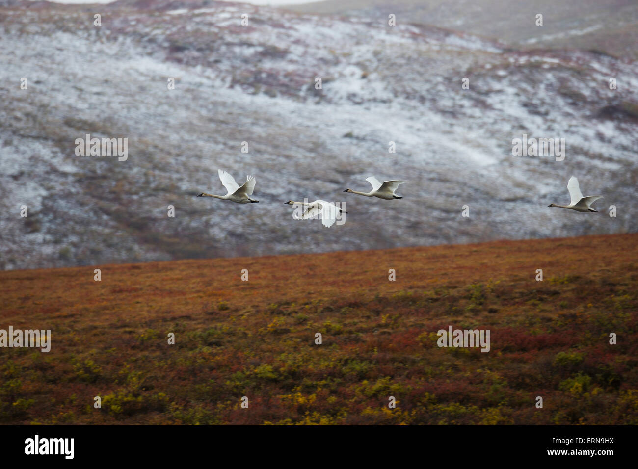 Dawson formation hi-res stock photography and images - Alamy
