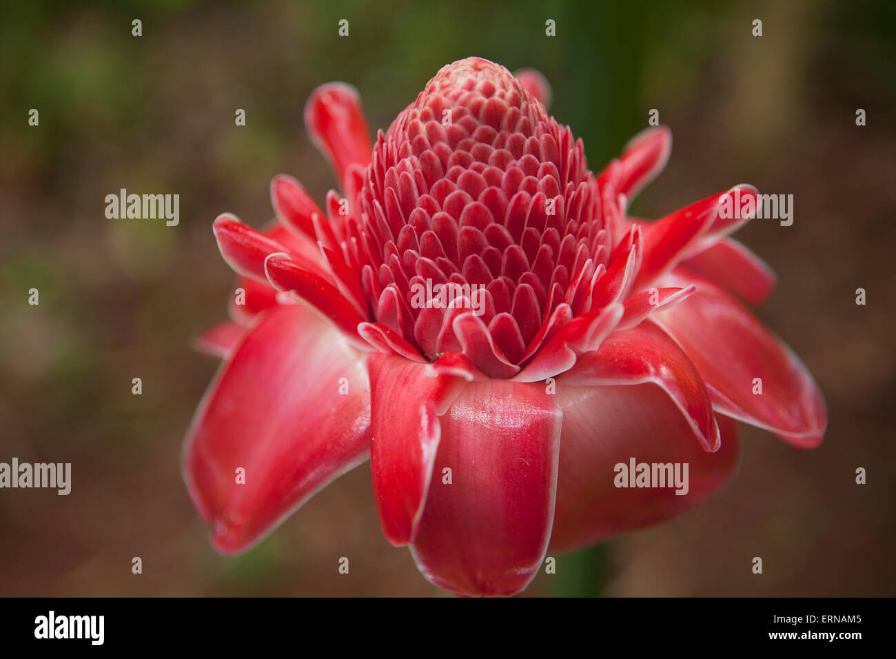 Torch Ginger, Tropical Flower at National Tropical Botanical Gardens ...
