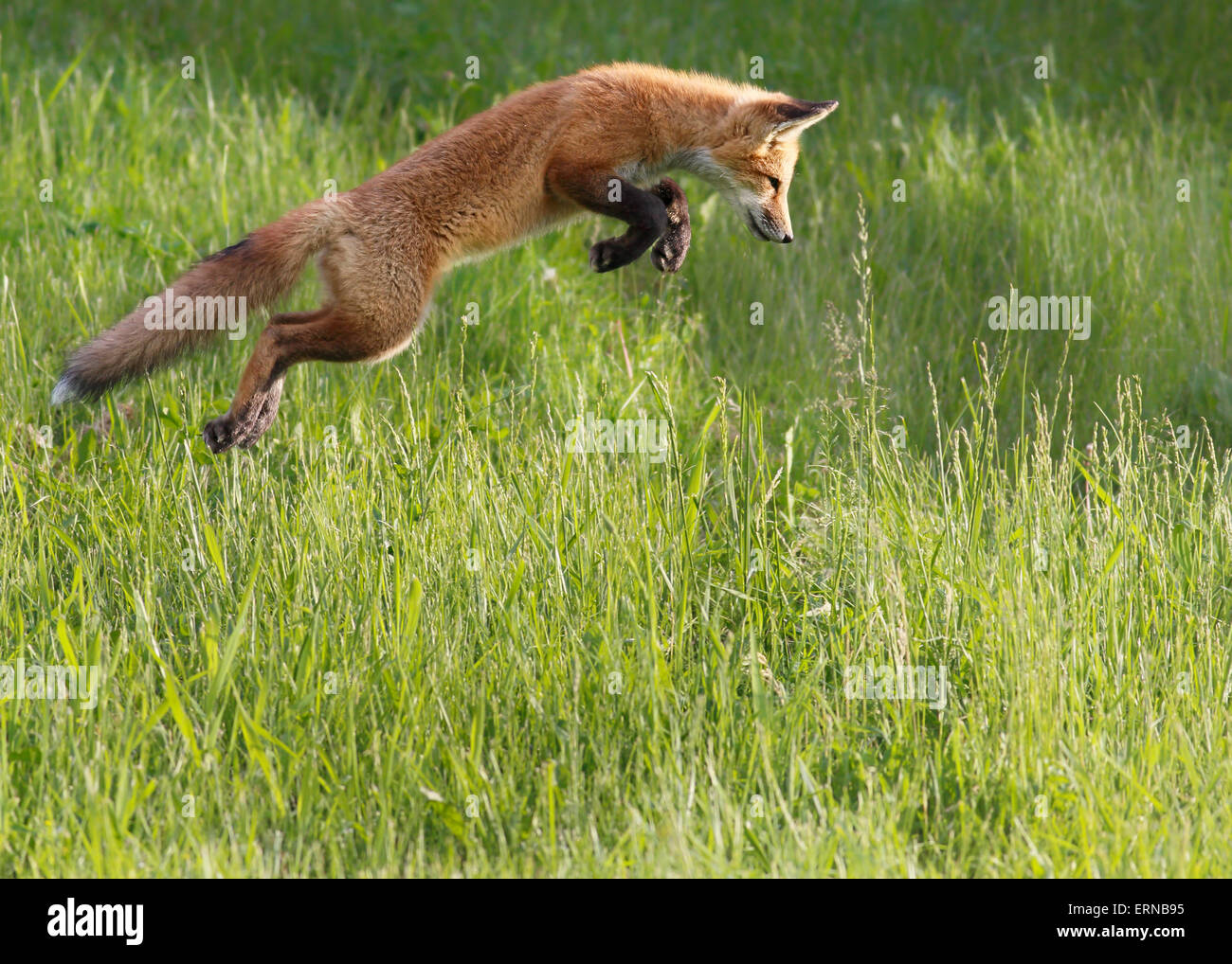 Fox jumping in a grass field; Montreal, Quebec, Canada Stock Photo - Alamy