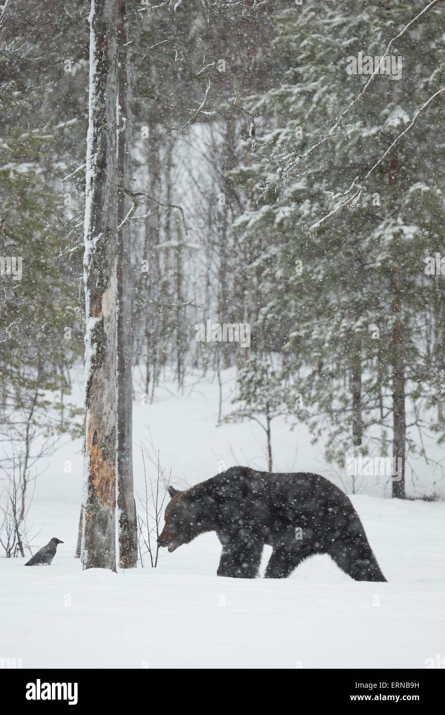 Falling bear hi-res stock photography and images - Alamy