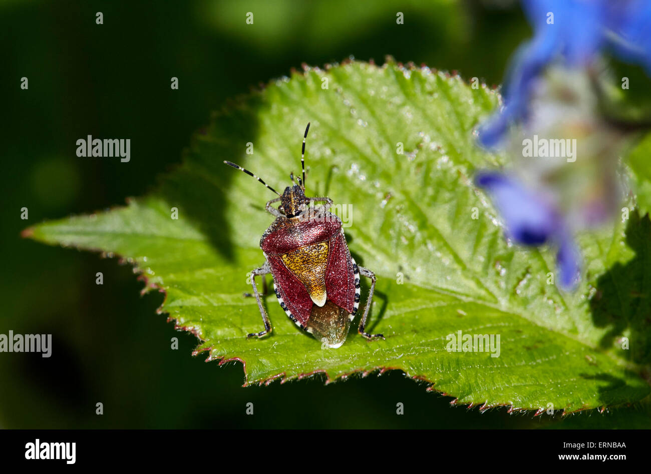 Sloe Shield Bug (Dolycoris baccarum) Fairmile Common, Esher, Surrey ...