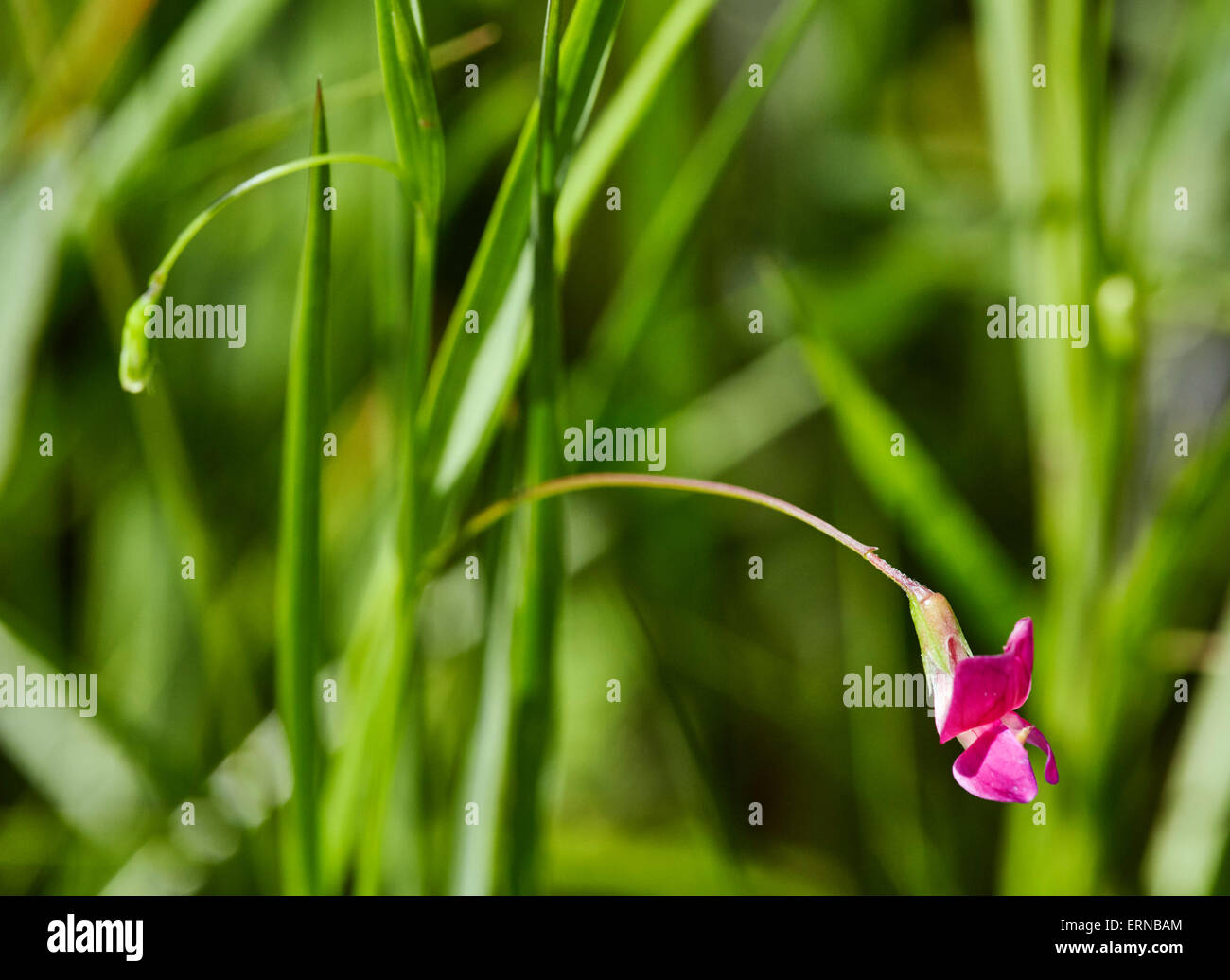 Grass Vetchling flower. Hurst Meadows, West Molesey, Surrey, England ...