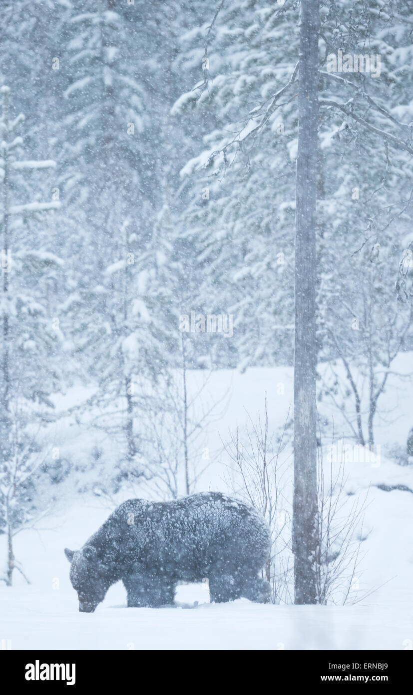 Finland bear falling hi-res stock photography and images - Alamy