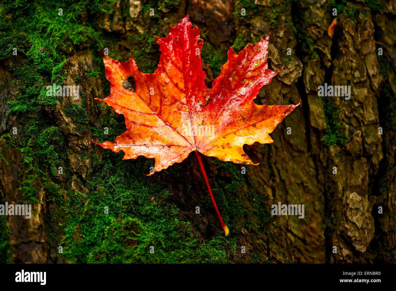 single fallen maple leaf on the tree bark Stock Photo - Alamy