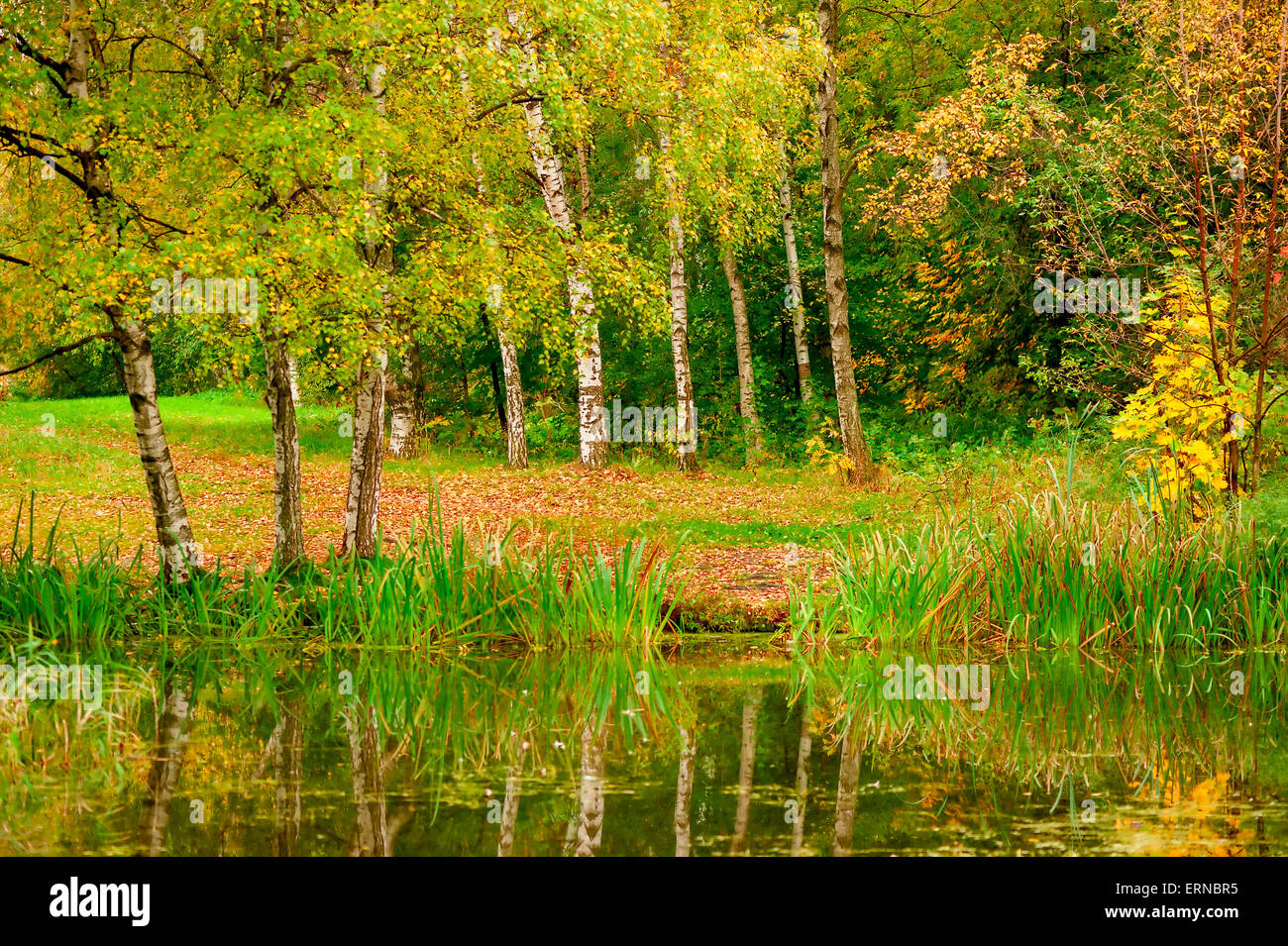 Beautiful gold autumn park landscape hi-res stock photography and ...