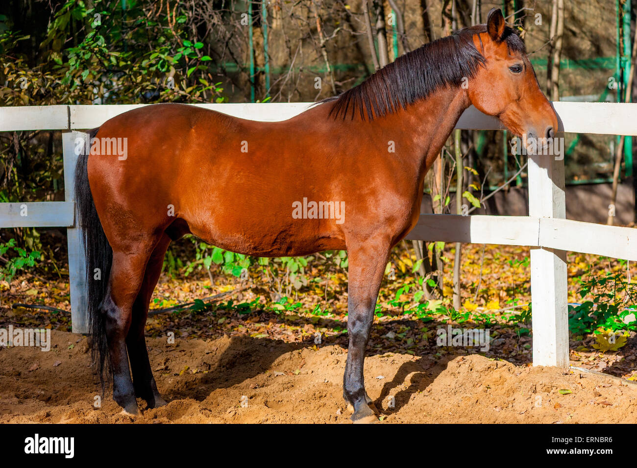 Stallion well hi-res stock photography and images - Alamy