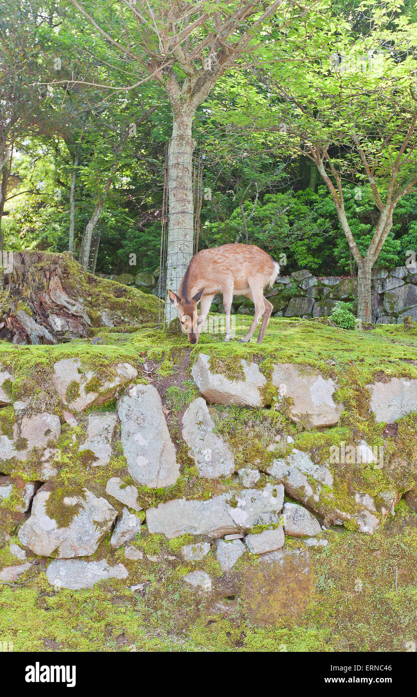 Sika deer buck hi-res stock photography and images - Alamy