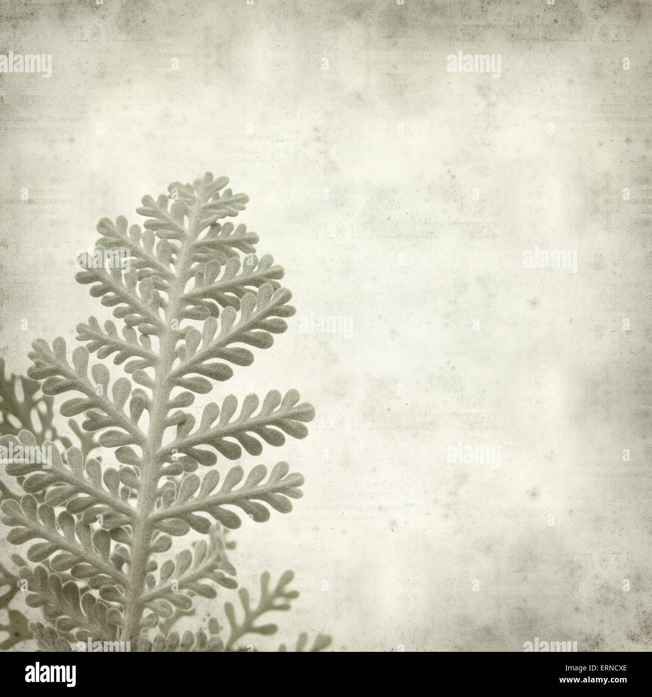 textured old paper background with silver tansy leaf Stock Photo - Alamy
