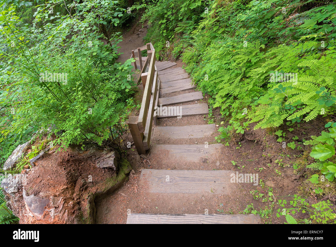 Wahclella Falls Hiking Trails Wooden Stairs with Railings at Columbia ...