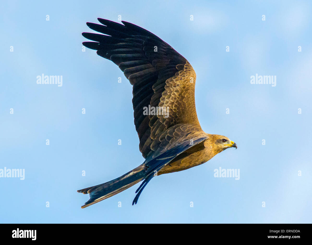 David kite hi-res stock photography and images - Alamy