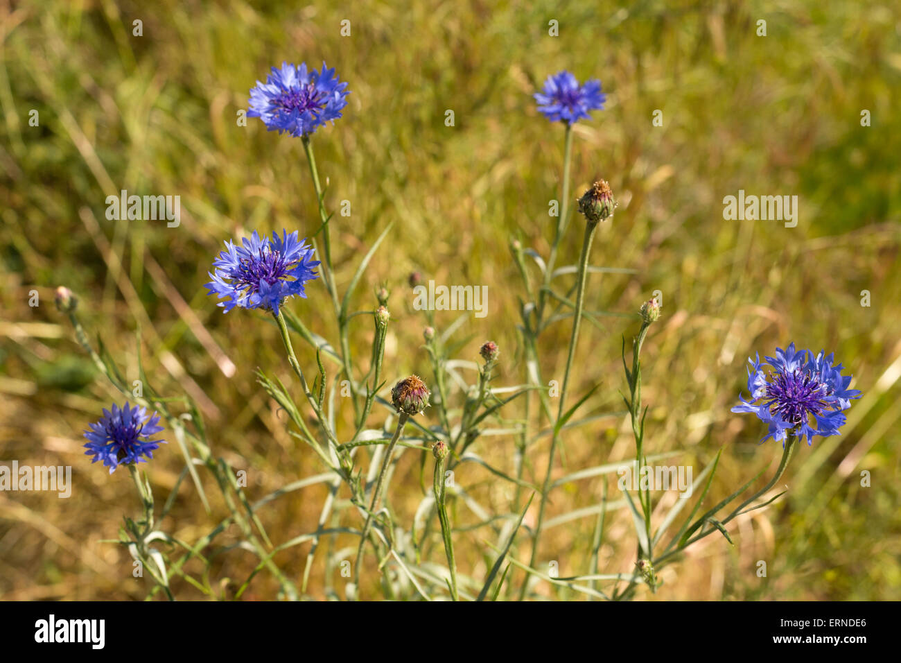 Cornflower bush hi-res stock photography and images - Alamy