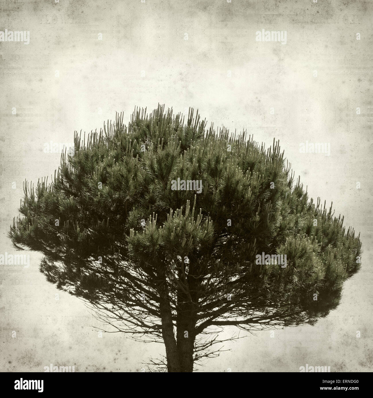 textured old paper background with pinis pinea, stone pie tree Stock ...