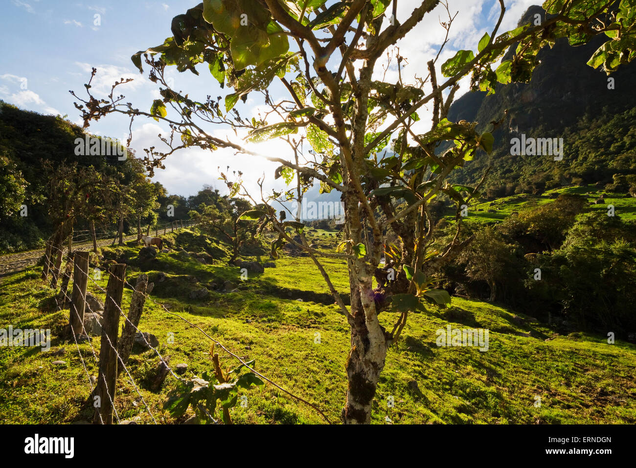 Fence by the Cloudforest, Cajas National Park, Azuay, Ecuador Stock ...