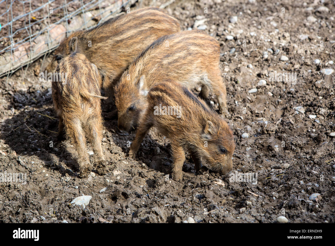 Four wild young piglets play on a field Stock Photo - Alamy