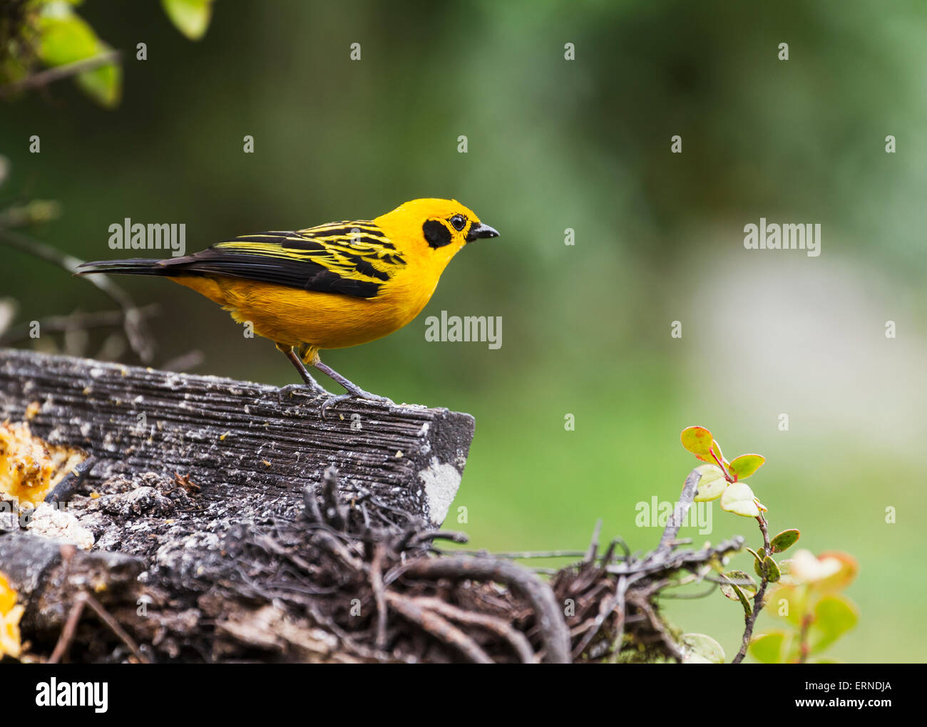 Golden Tanager (Tangara arthus goodsoni) in the cloud forest, Mindo ...