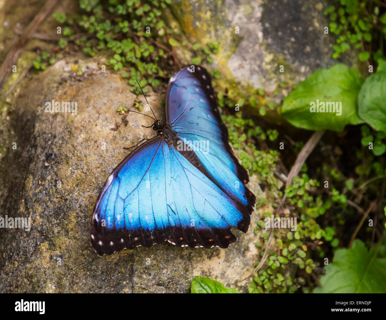 Peleides Blue Morpho or Common Morpho butterfly, Mindo, Pichincha ...