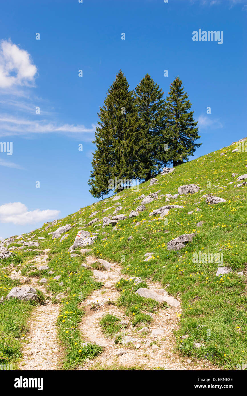 Trees in the mountains of the Bavarian Alps, Germany Stock Photo - Alamy