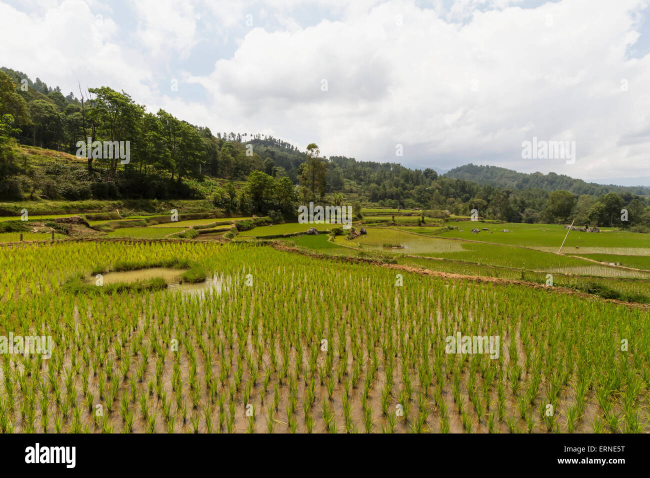 Terraced rice fields, Batutumonga, Toraja Land, South Sulawesi ...