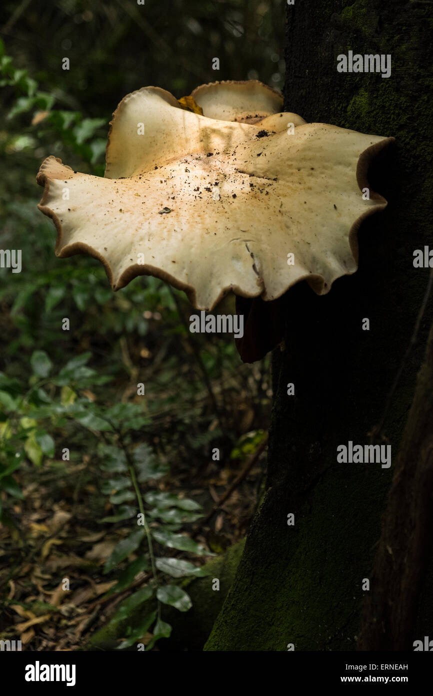 Fungus growing on the side of a tree in the forest at the Manawatu ...