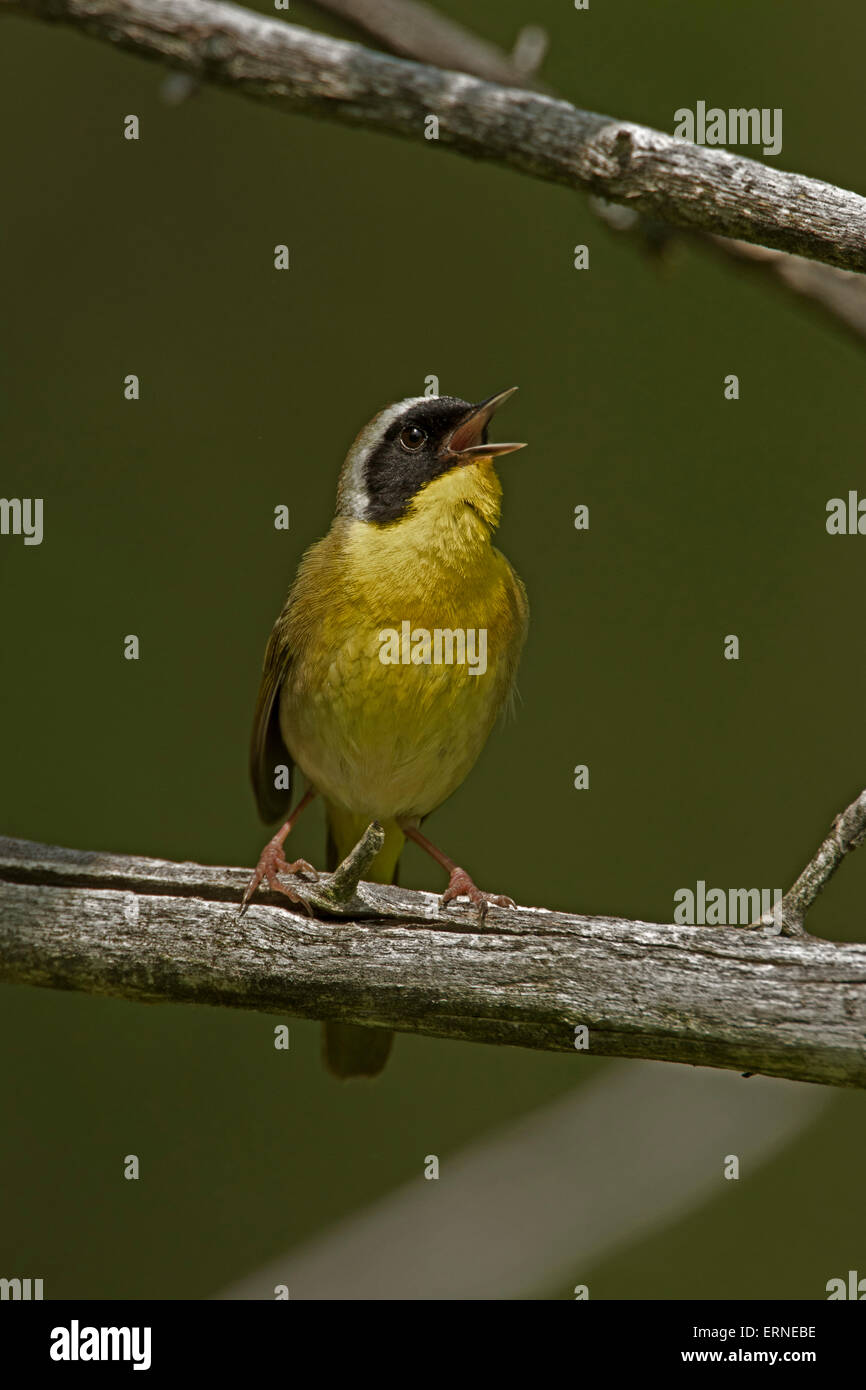 Singing bird biology hi-res stock photography and images - Alamy