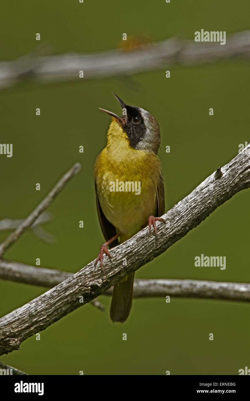 Singing bird biology hi-res stock photography and images - Alamy