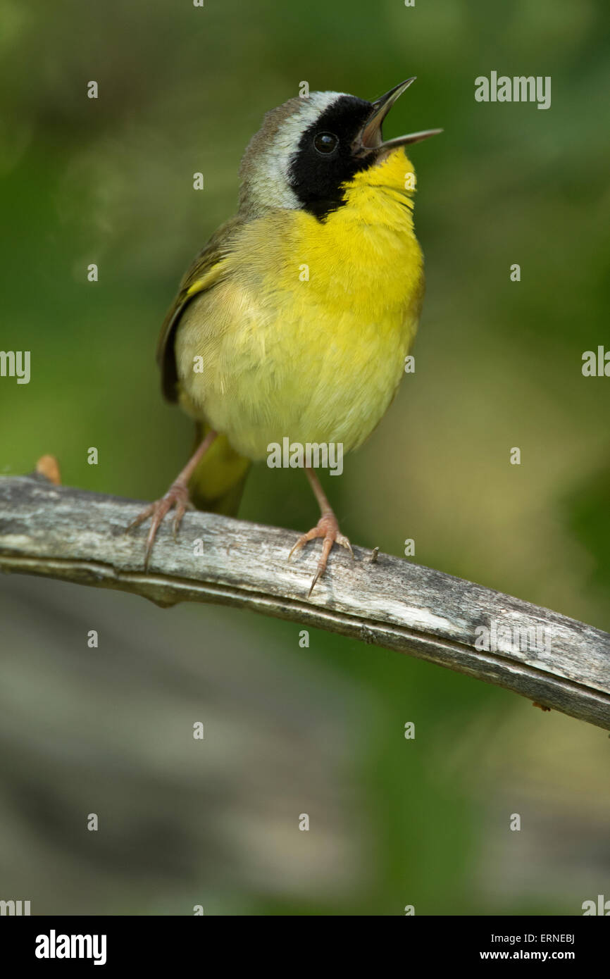 Singing bird biology hi-res stock photography and images - Alamy
