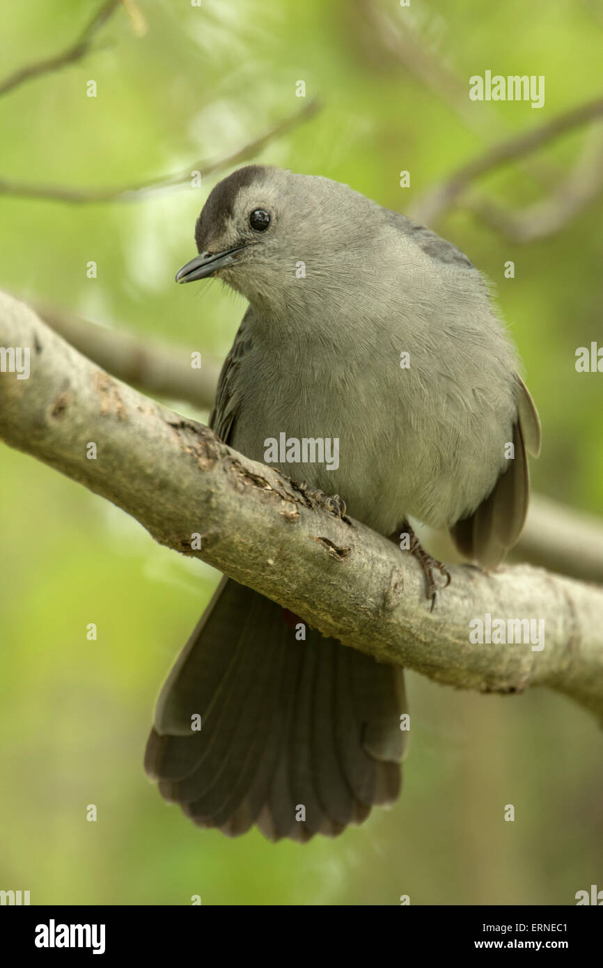gray catbird (Dumetella carolinensis), also spelled grey catbird, New ...