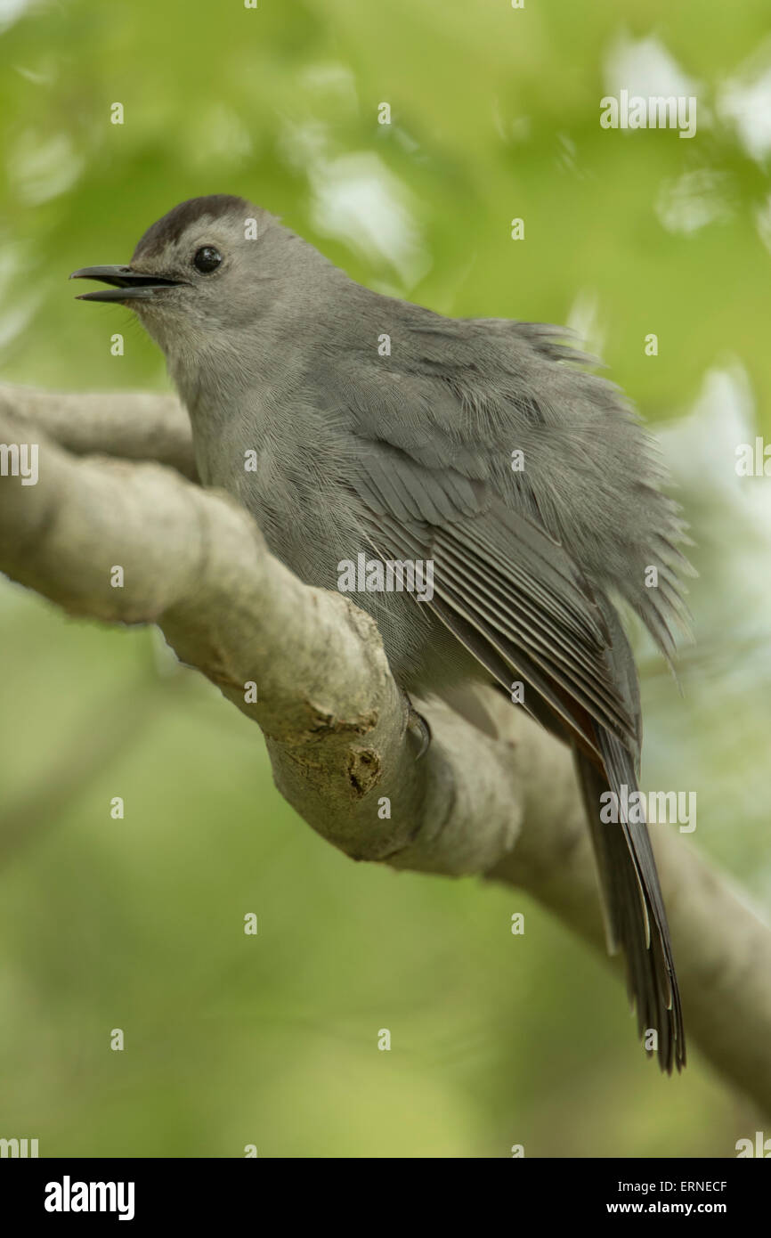 gray catbird (Dumetella carolinensis), also spelled grey catbird, New ...