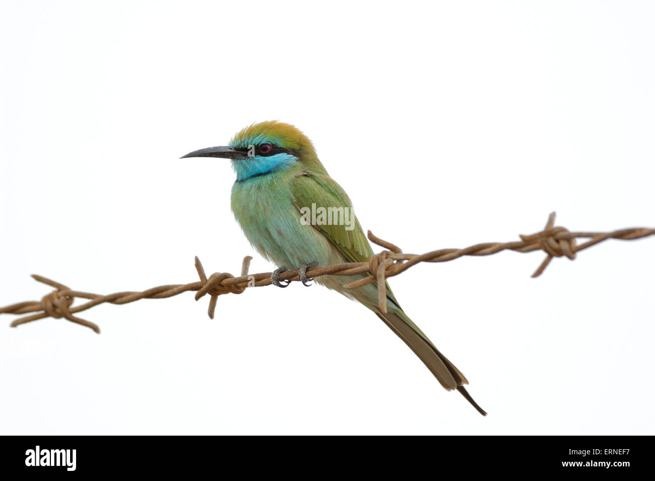 Barbed wire perched Little Green Bee-eater in Sharjah emirate of UAE ...