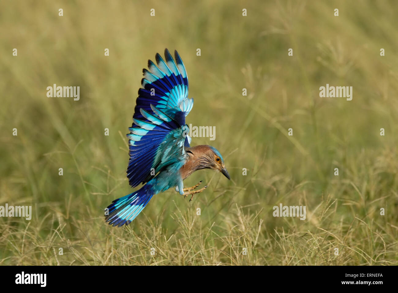 Flying indian roller hi-res stock photography and images - Alamy