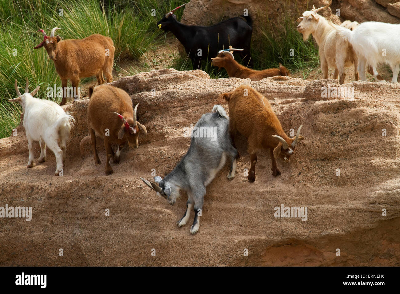 Goats, Bulgan, South Gobi Province, Mongolia Stock Photo - Alamy