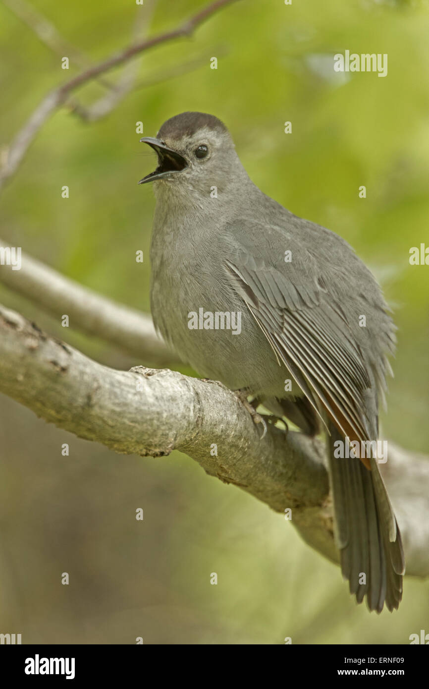 gray catbird (Dumetella carolinensis), also spelled grey catbird, New ...